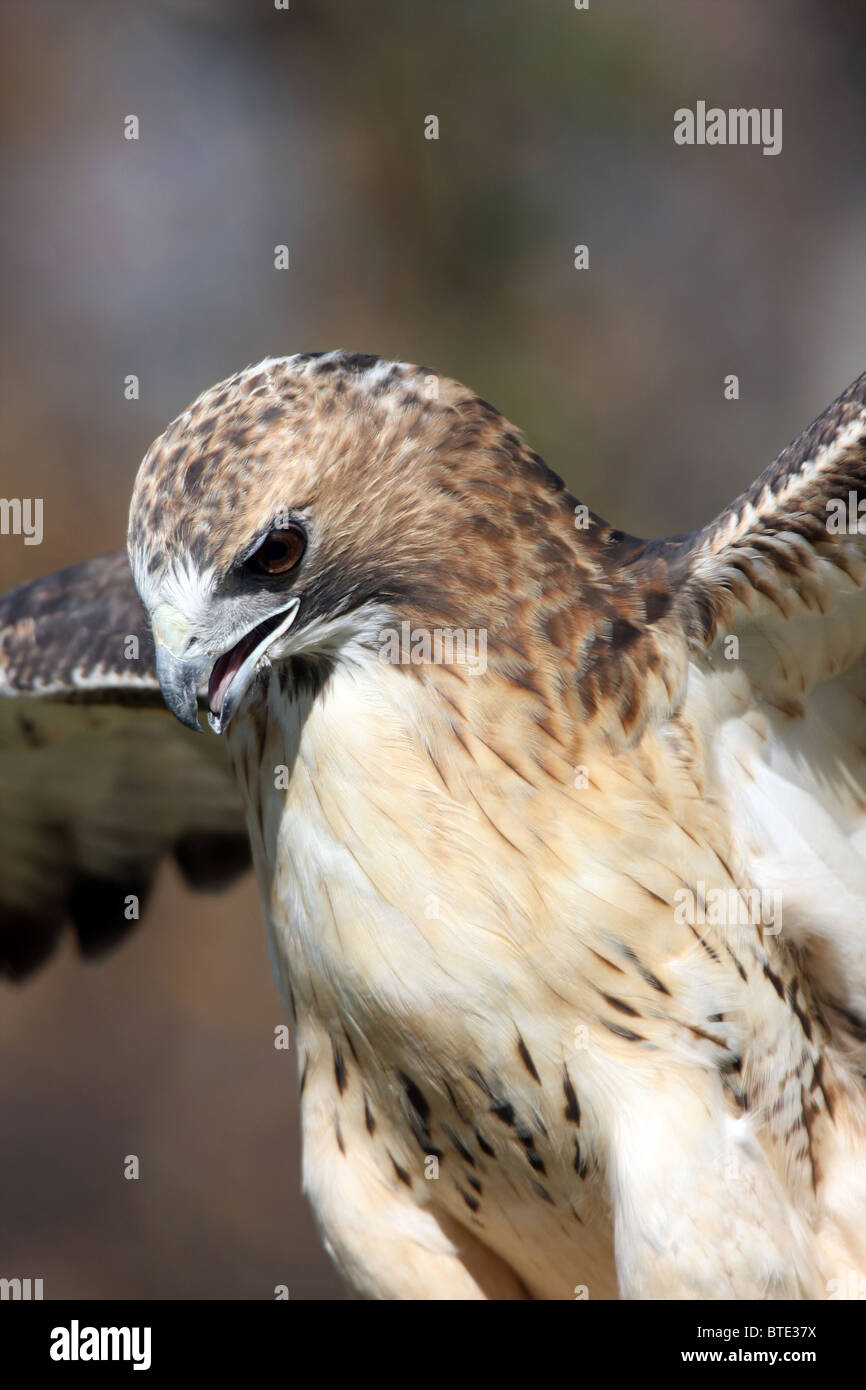 Red tail hawk predator hi-res stock photography and images - Alamy