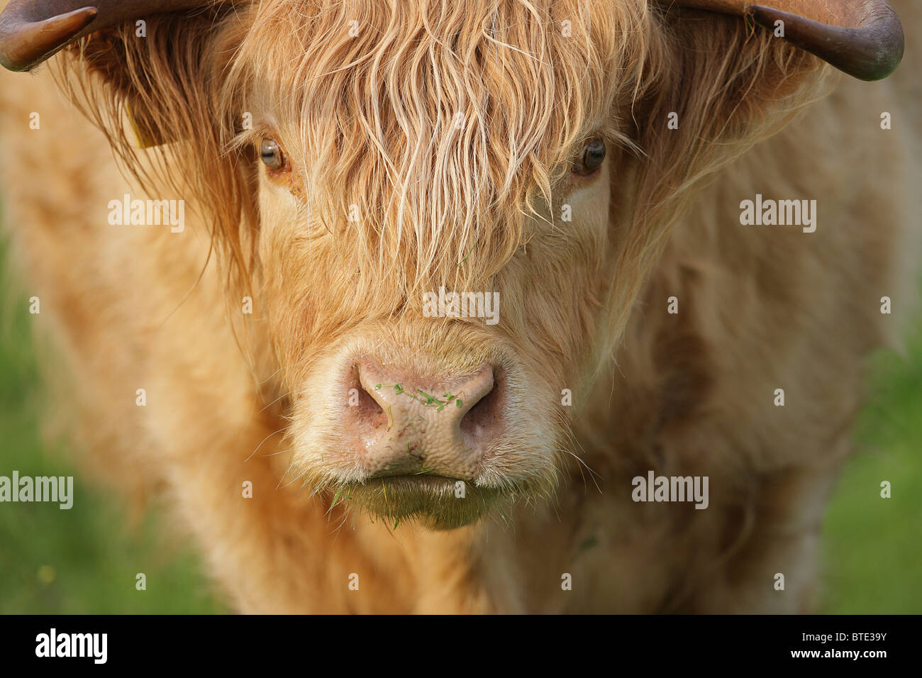 Funny highland cow scratching hi-res stock photography and images - Alamy