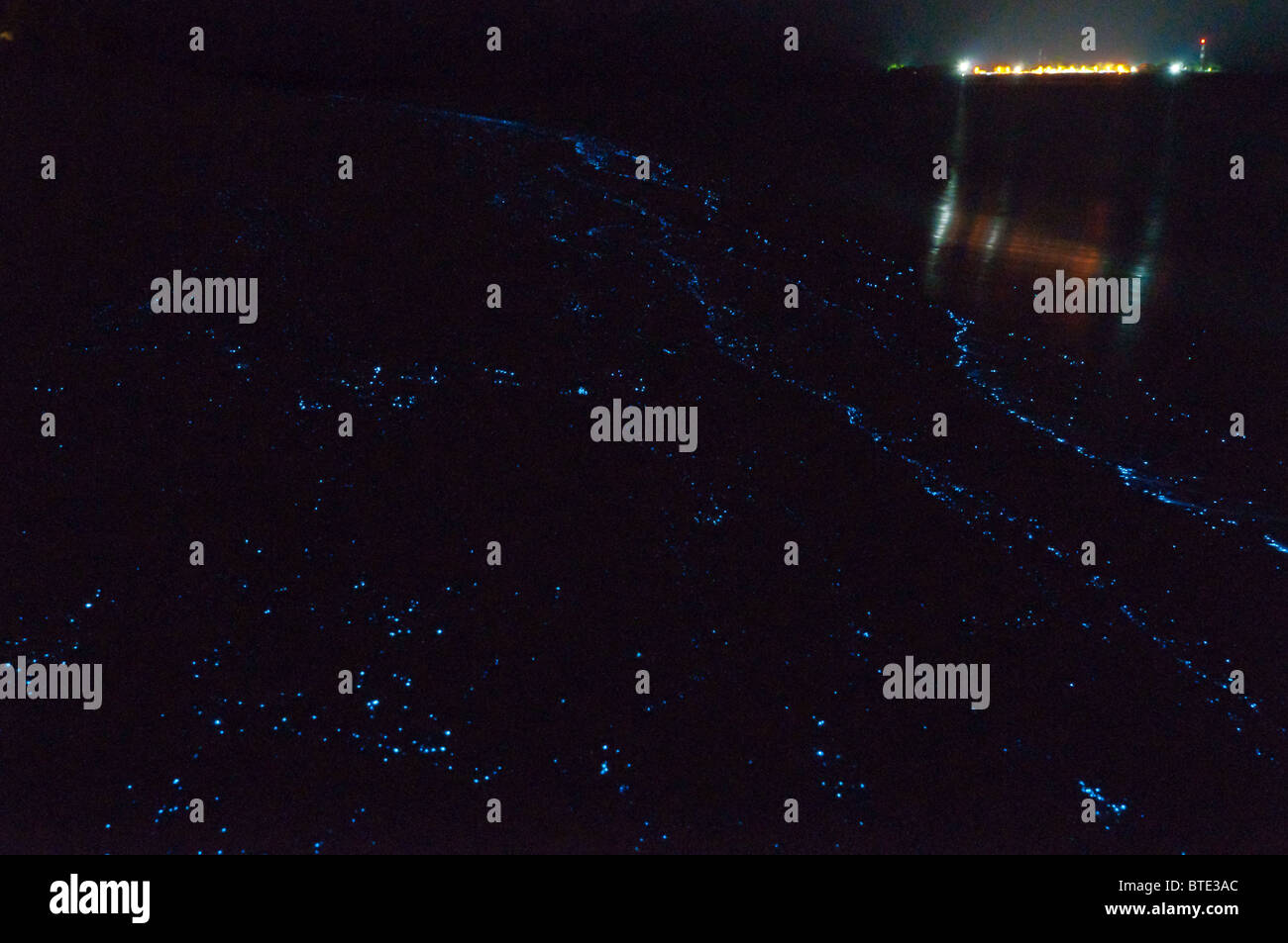 Bioluminescent algae Noctiluca Scintillans on the Maldivian islands ...