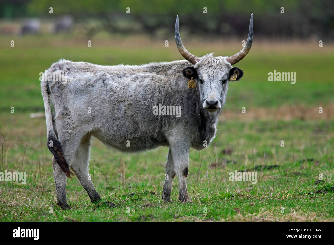 Hungarian grey cows High Resolution Stock Photography and Images - Alamy
