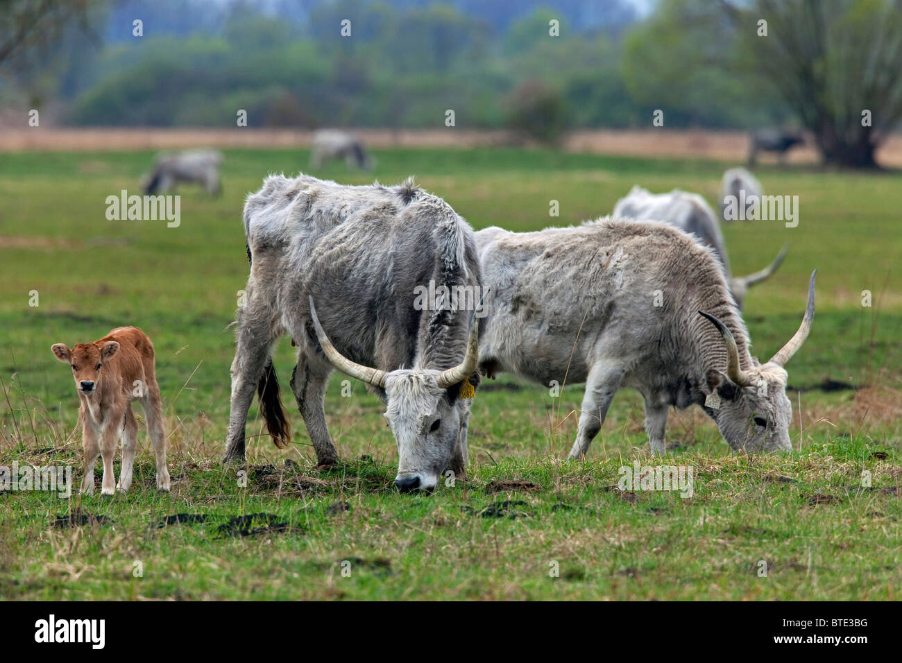 Hungarian Grey Cattle / Hungarian Steppe Cattle (Bos primigenius / Bos ...