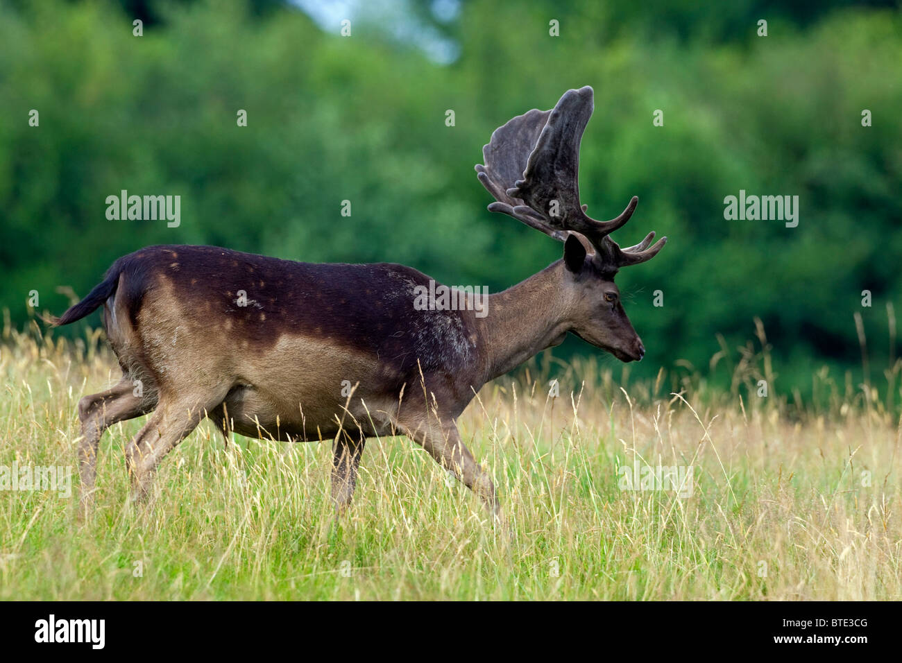 Black Fallow Deer Norwegian Black Fallow Deer In Elton" By John Wright