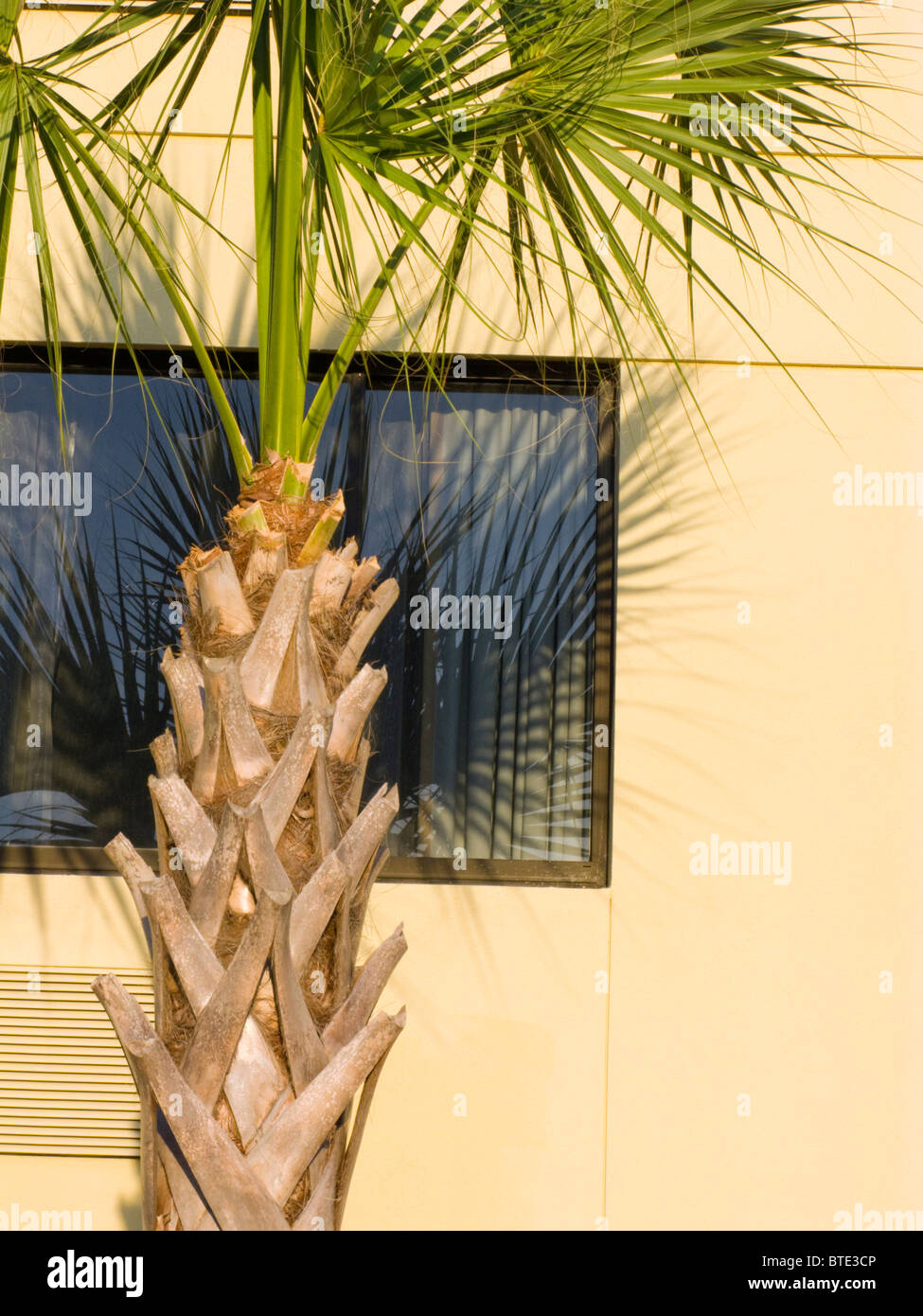 HOTEL WINDOW AND PALM TREE Stock Photo - Alamy