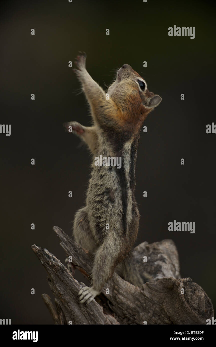 Cheek Pouches High Resolution Stock Photography and Images - Alamy