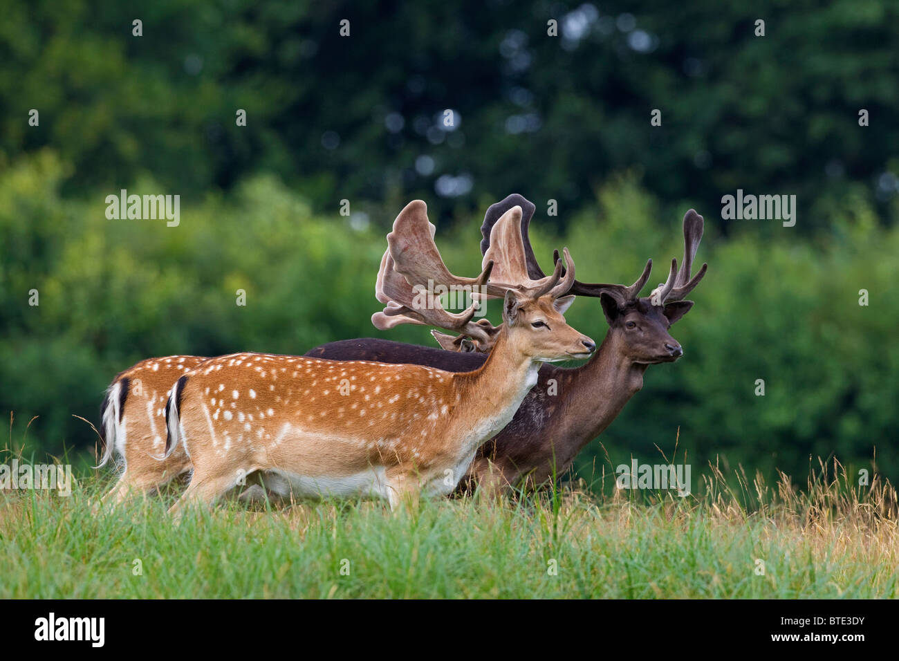 Fallow deer stags (Cervus dama / Dama dama) with antlers covered in ...
