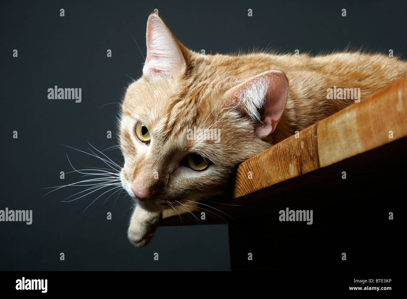 Cat Paws Edge Table High Resolution Stock Photography and Images - Alamy