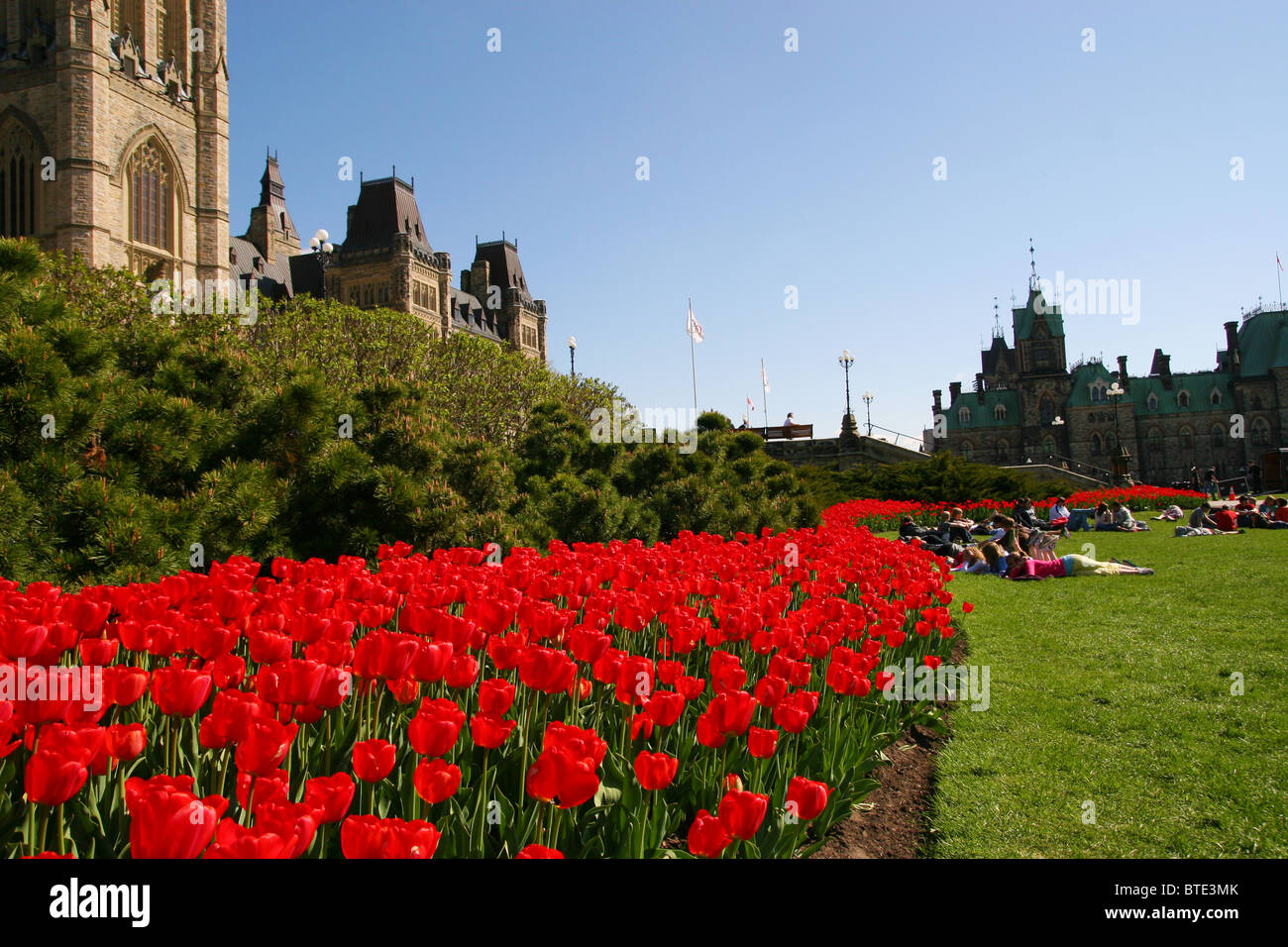 Tulips outside Parliament building in Ottawa, Canada Stock Photo - Alamy