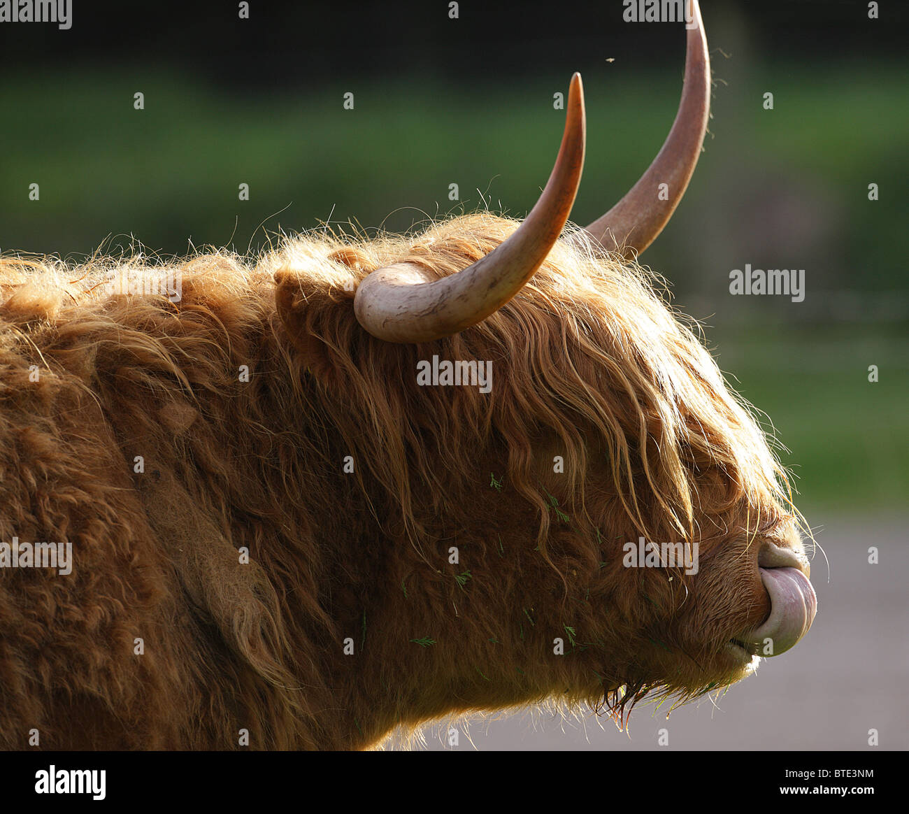 Funny highland cow scratching hi-res stock photography and images - Alamy