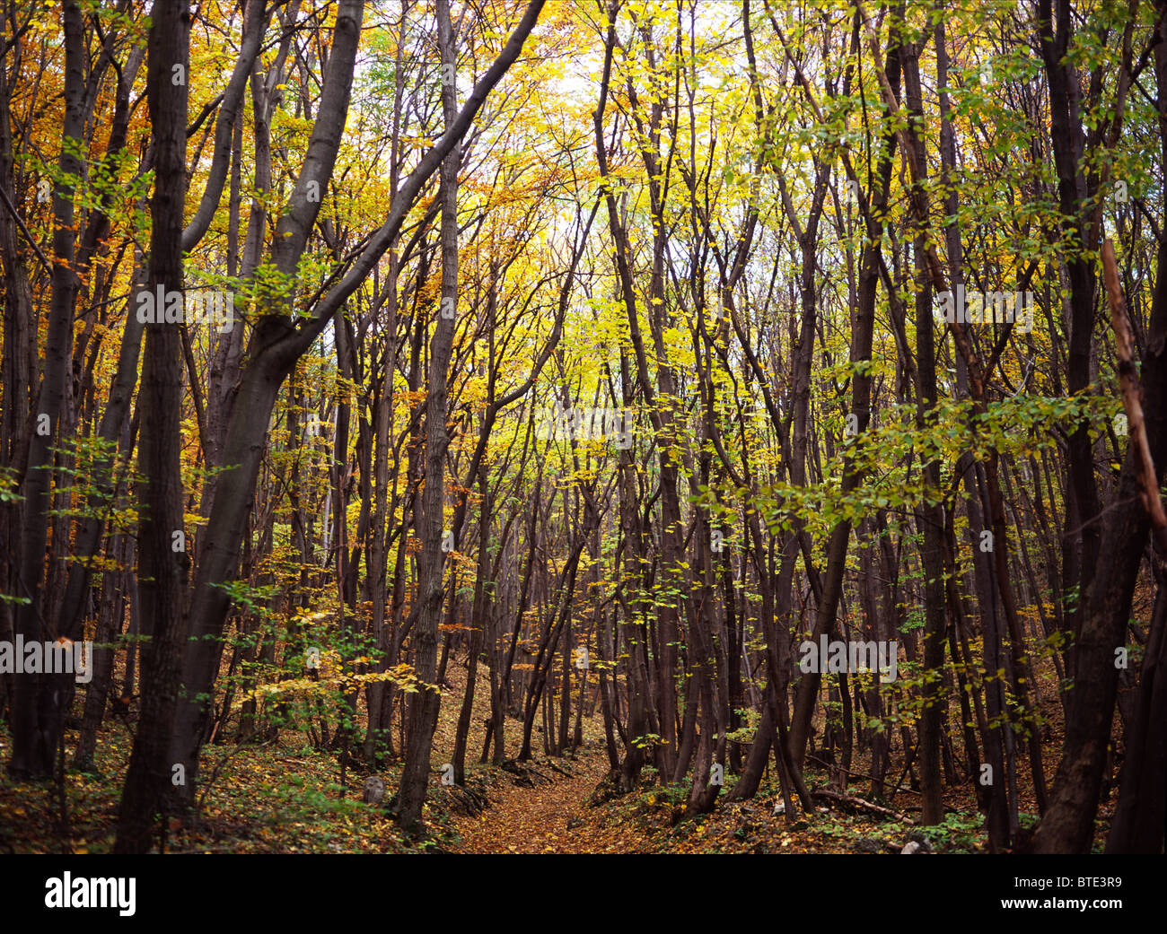 Vienna Woods, Autumn Day Stock Photo - Alamy