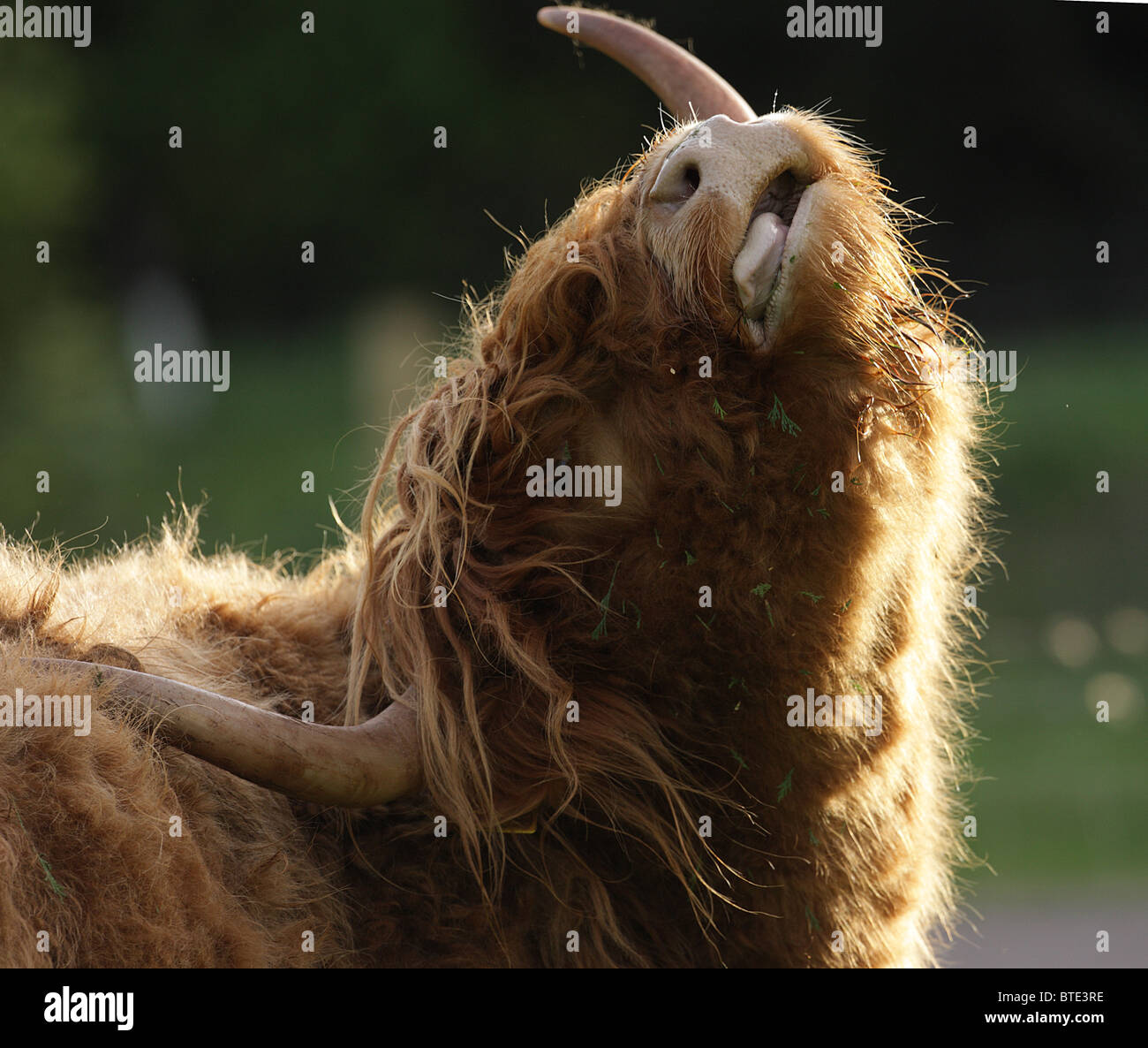 Funny highland cow scratching hi-res stock photography and images - Alamy