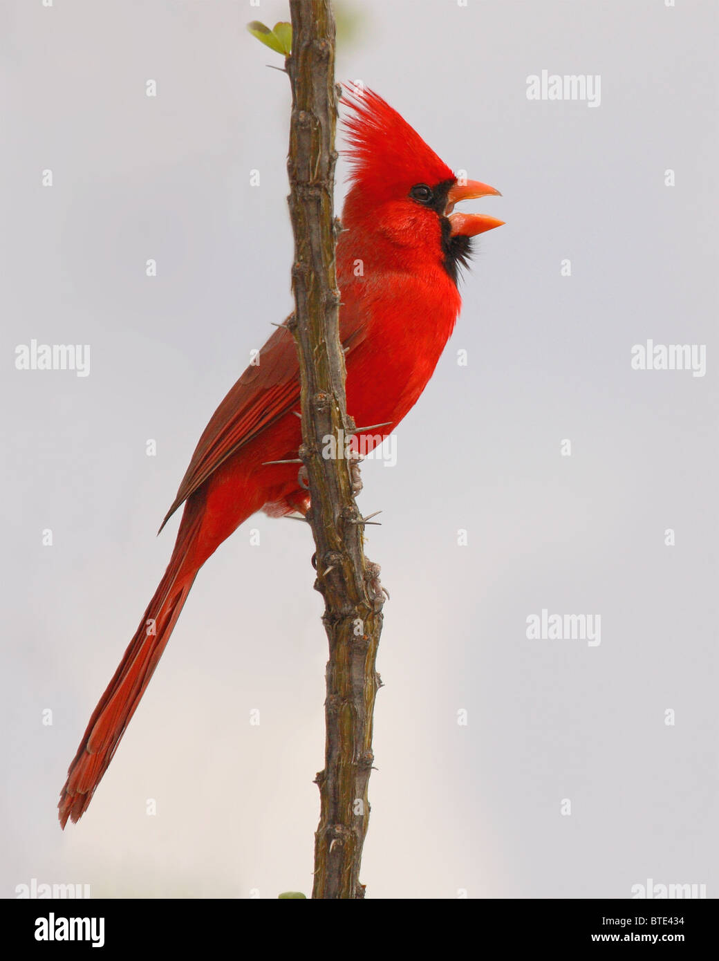 Arizona cardinal hi-res stock photography and images - Alamy