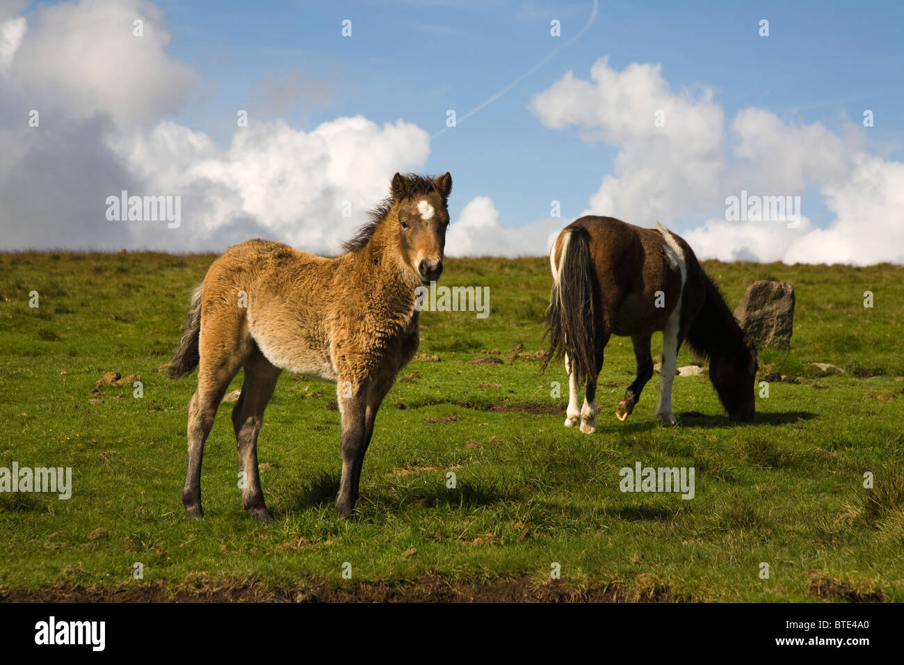 Dartmoor pony foal looking hi-res stock photography and images - Alamy