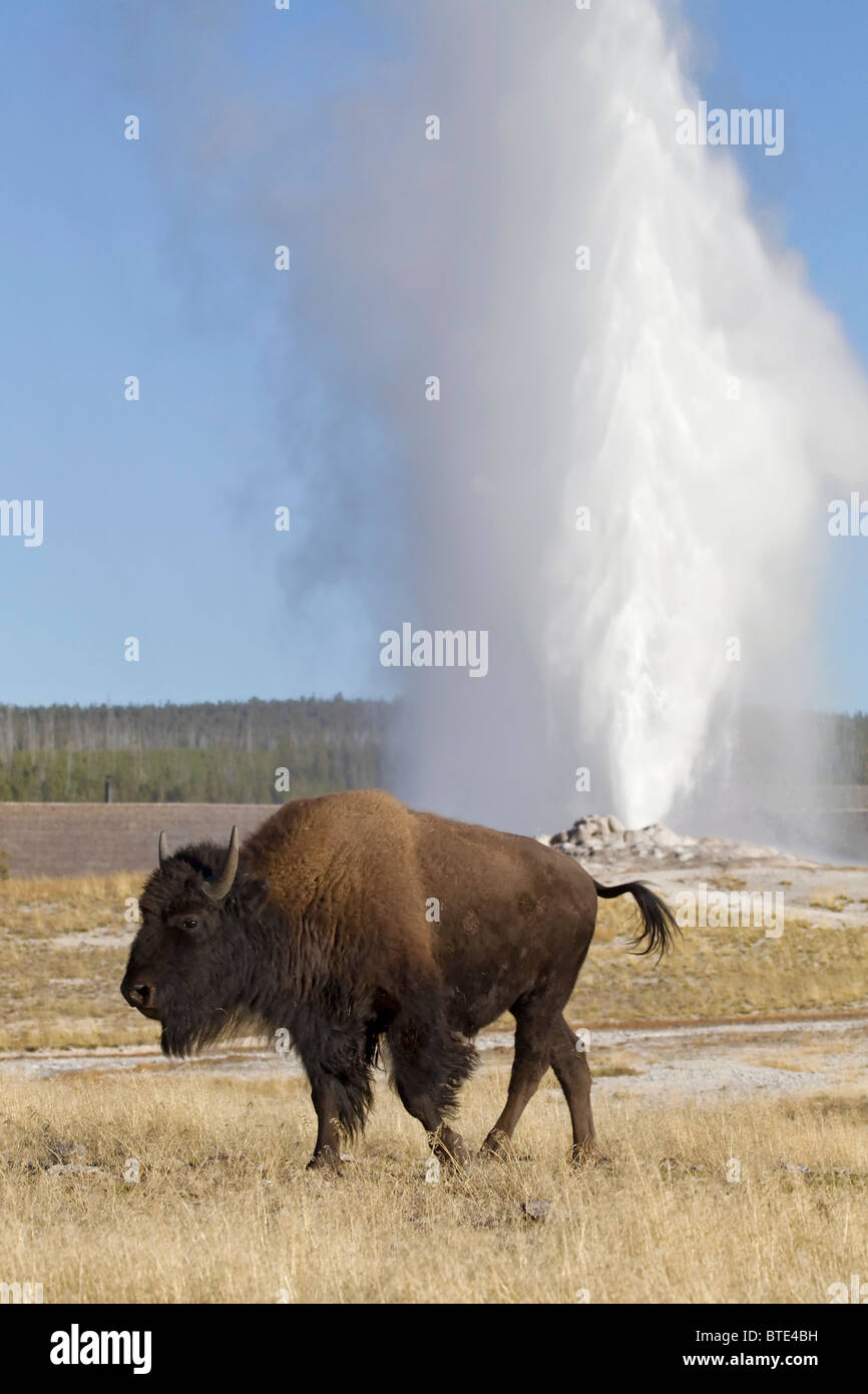 American Bison - Walking past Old Faithful while erupting Stock Photo ...