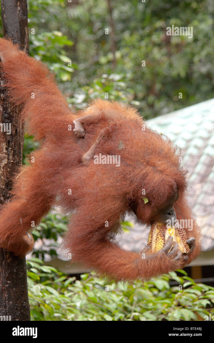 Semmenggoh Orang Utan Sanctuary Kuching Borneo Malaysia, rainforest ...