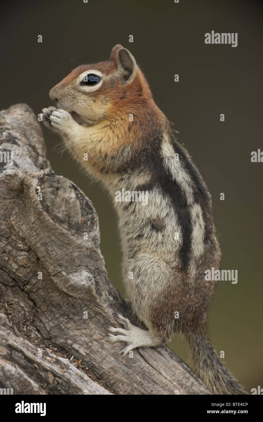 Cheek Pouches High Resolution Stock Photography and Images - Alamy