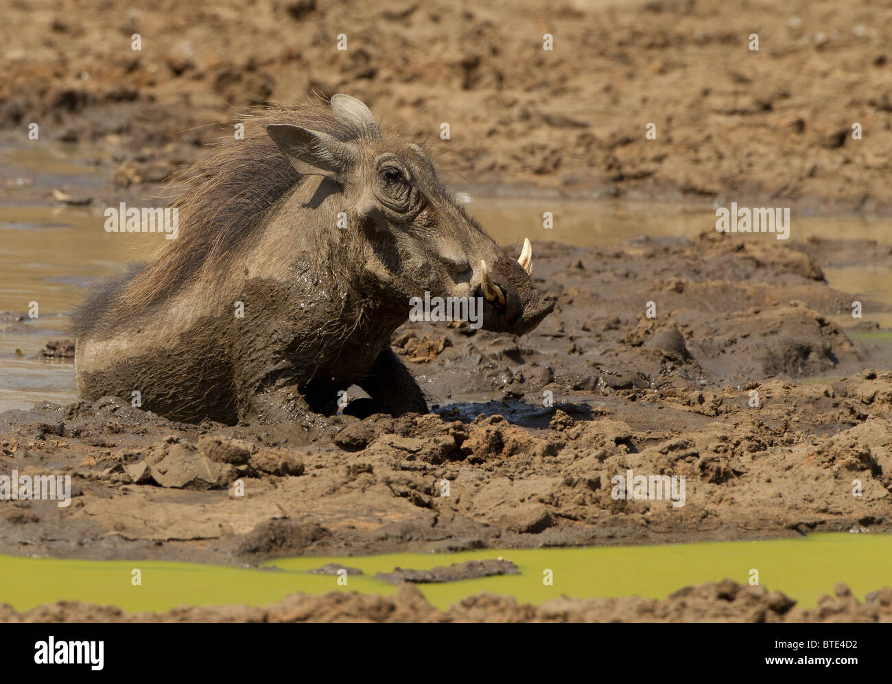 Warthog wallowing in mud and water at a waterhole in the Kruger ...