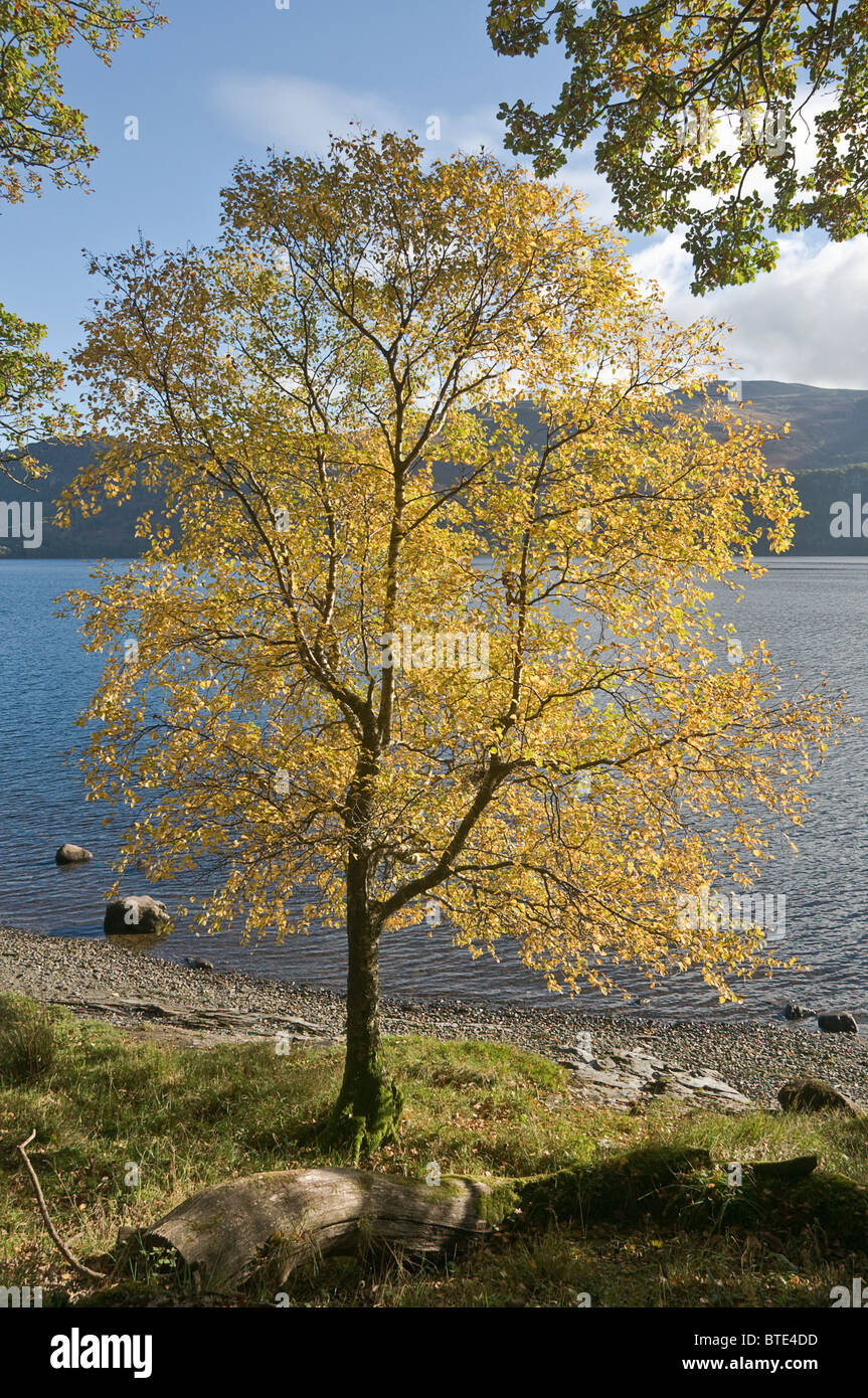 Silver birch tree hi-res stock photography and images - Alamy
