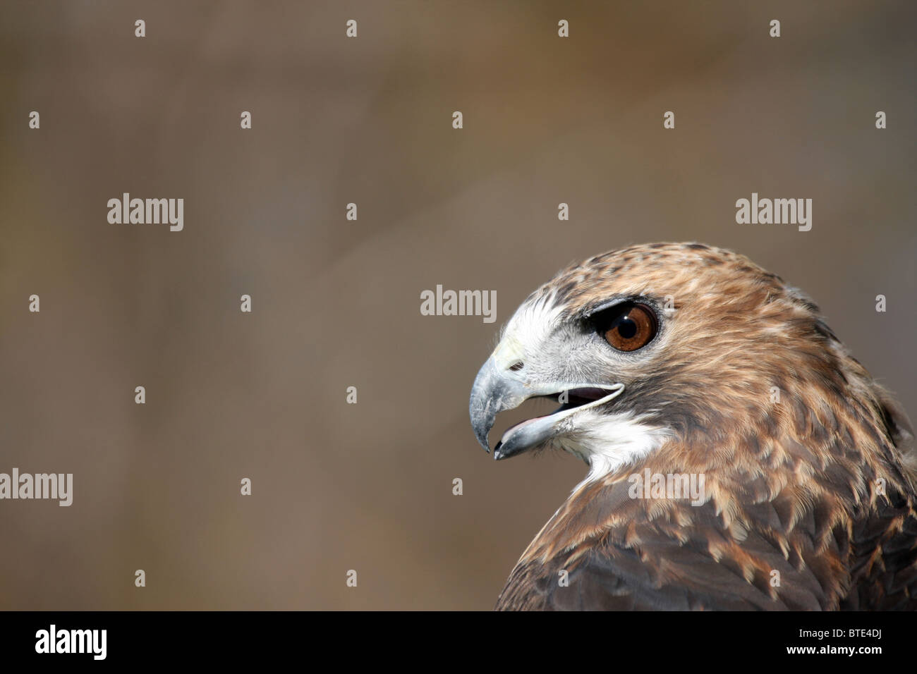 Red tail hawk predator hi-res stock photography and images - Alamy