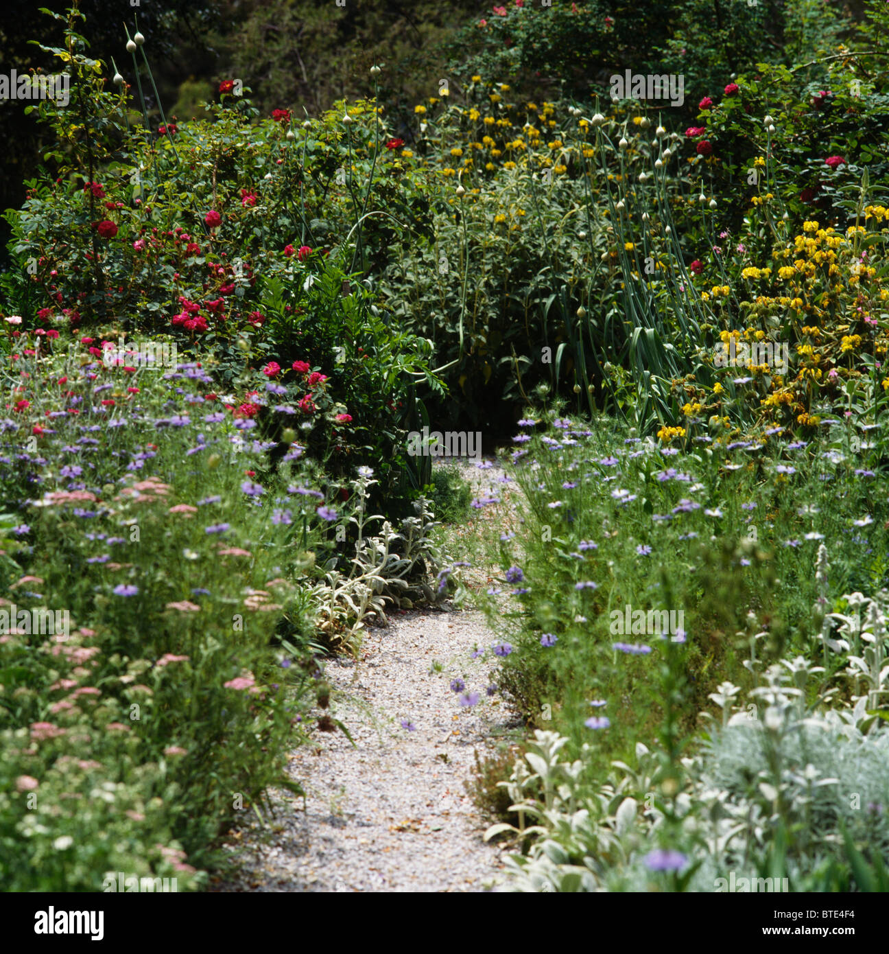 Gravel path through summer flowering borders with blue love-in-a-mist ...