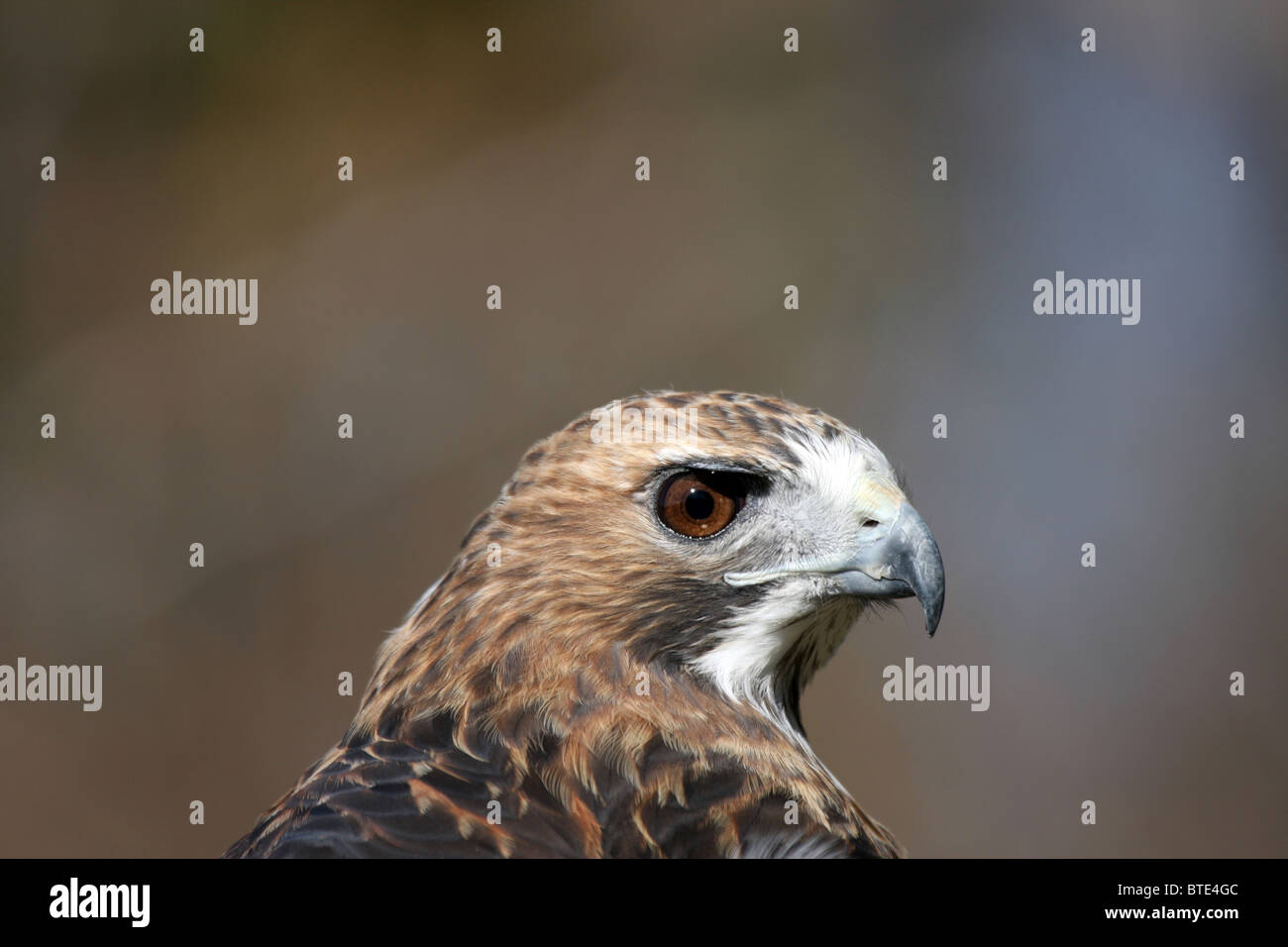 Red tail hawk predator hi-res stock photography and images - Alamy