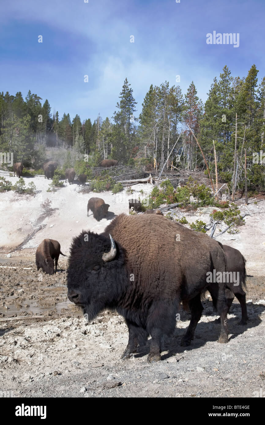 American Bison - Protective male and family group at Yellowstone's Mud ...