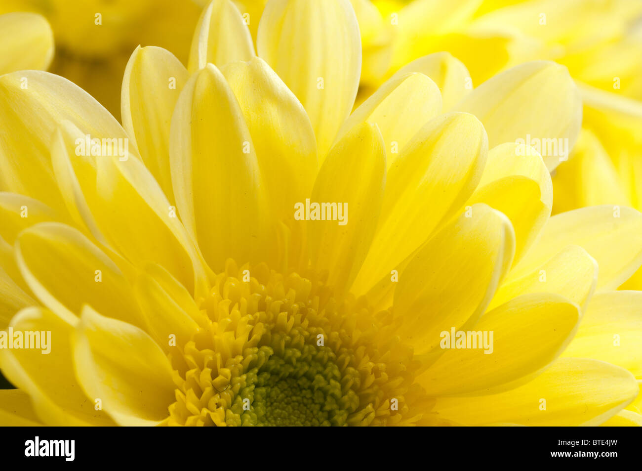 Beautiful spring flowers - chrysanthemum Stock Photo - Alamy
