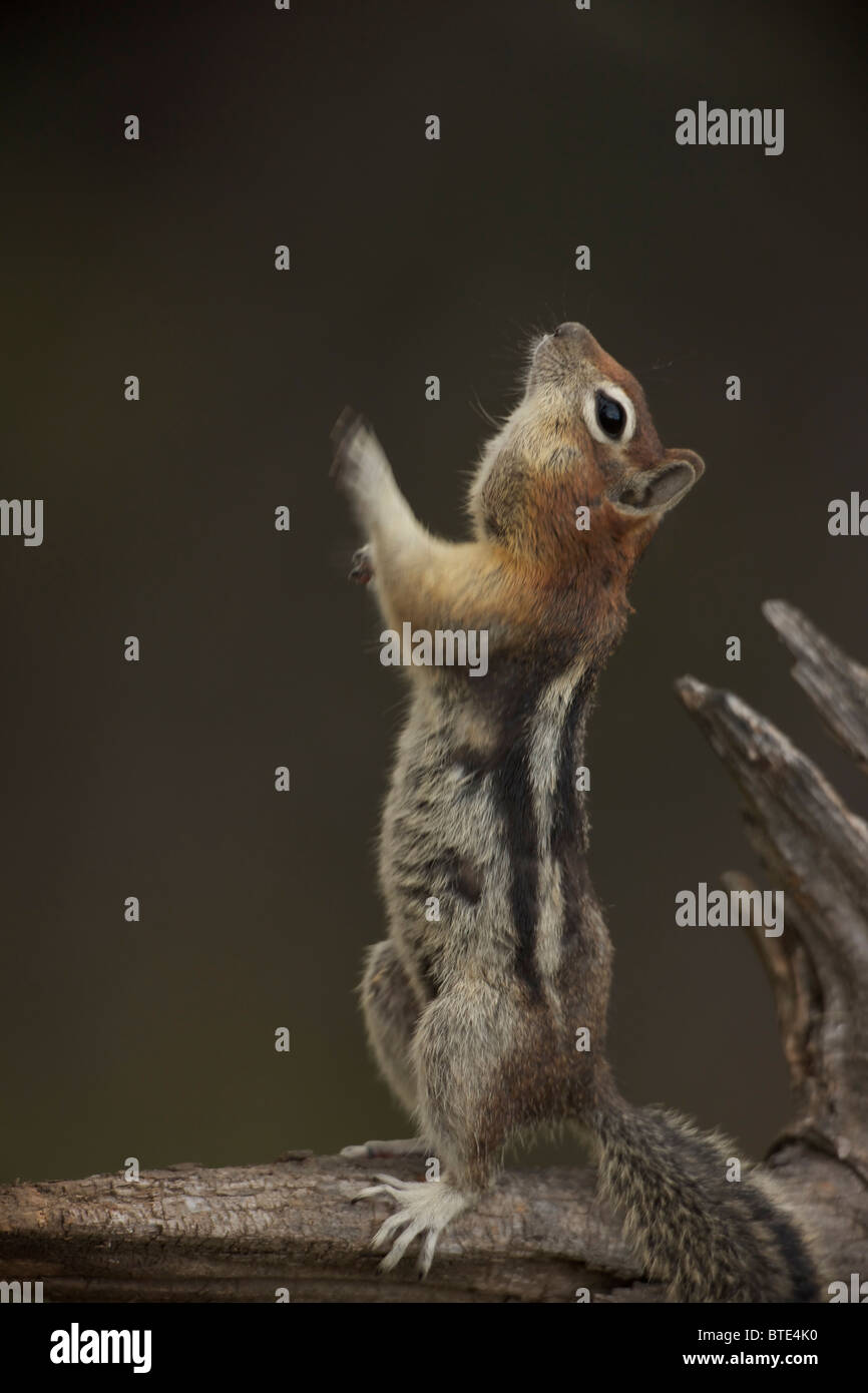 Cheek pouches hi-res stock photography and images - Alamy