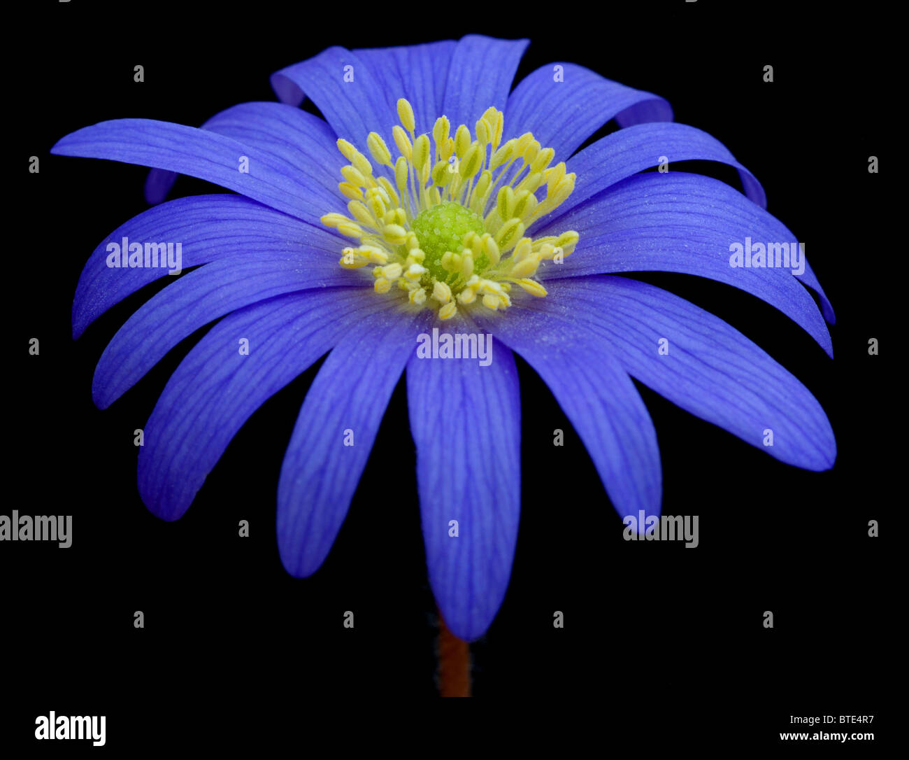 Blue windflower hi-res stock photography and images - Alamy
