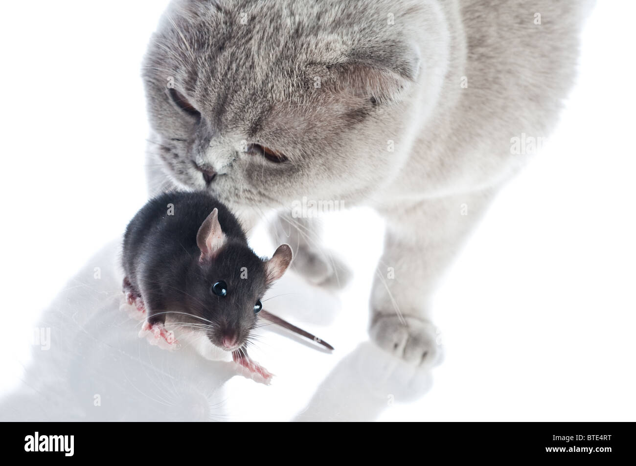 Cat and mouse play Stock Photo - Alamy
