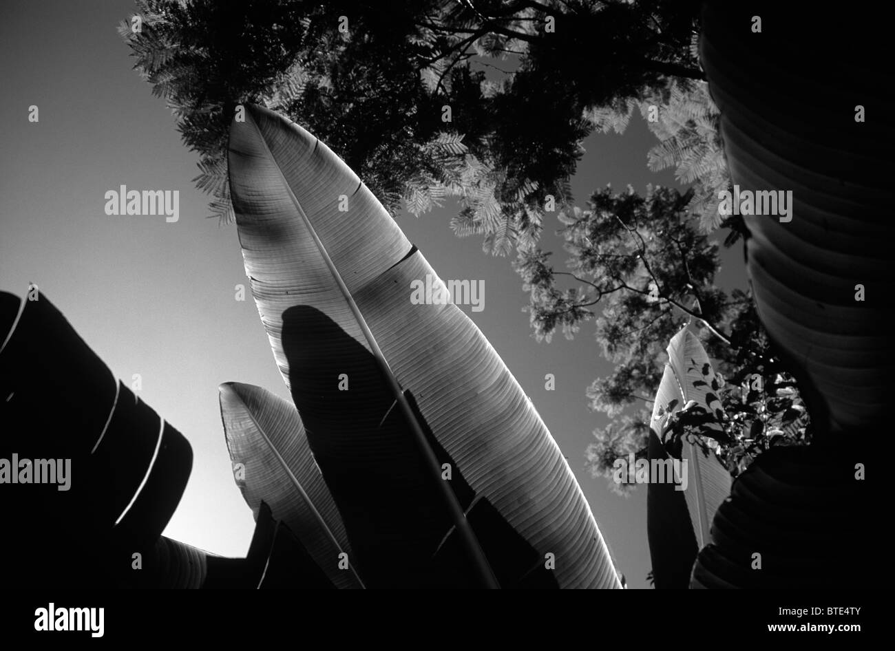 Banana leaf tropical Black and White Stock Photos & Images - Alamy