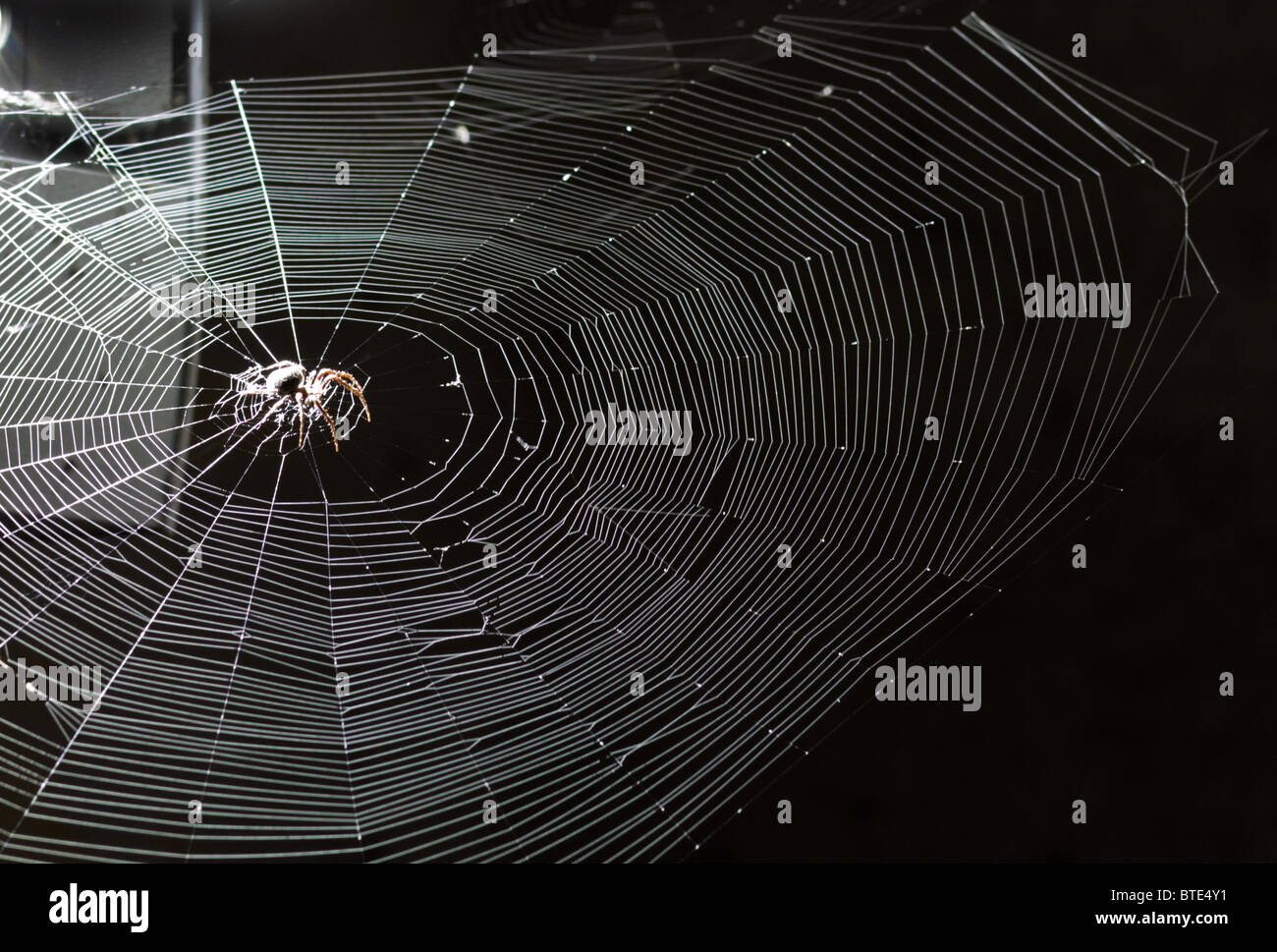 Spider in web at night Stock Photo - Alamy