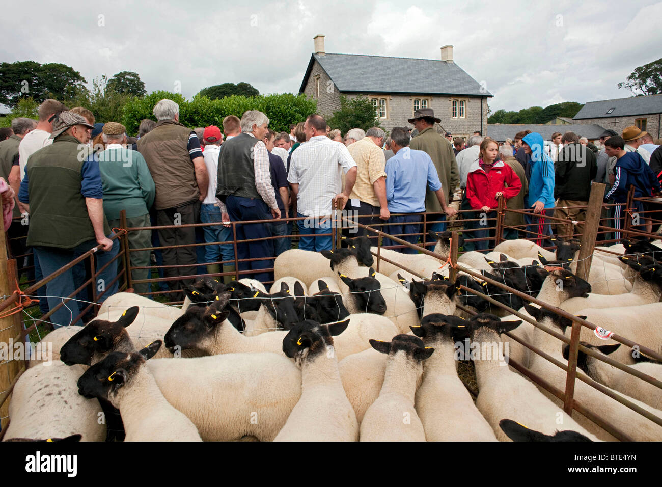 Crowd of sheep farmers hi-res stock photography and images - Alamy