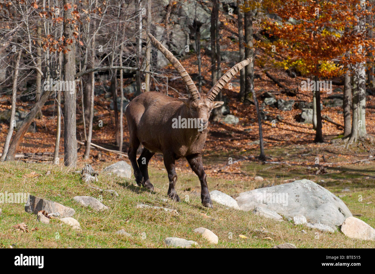 A male Alpine Ibex Stock Photo - Alamy