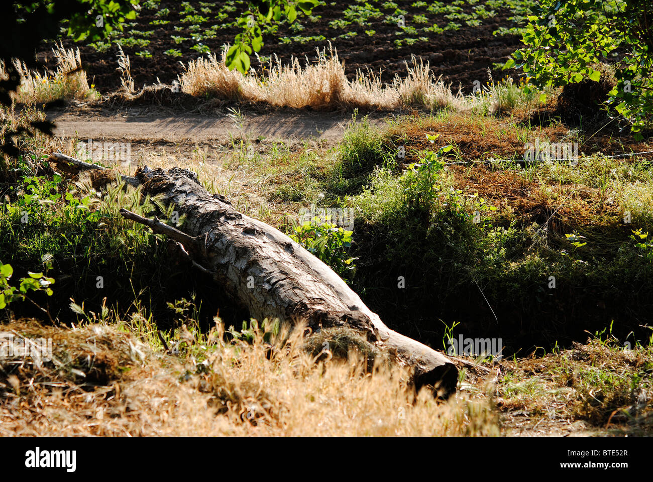 Bridge of trunk of tree Stock Photo - Alamy