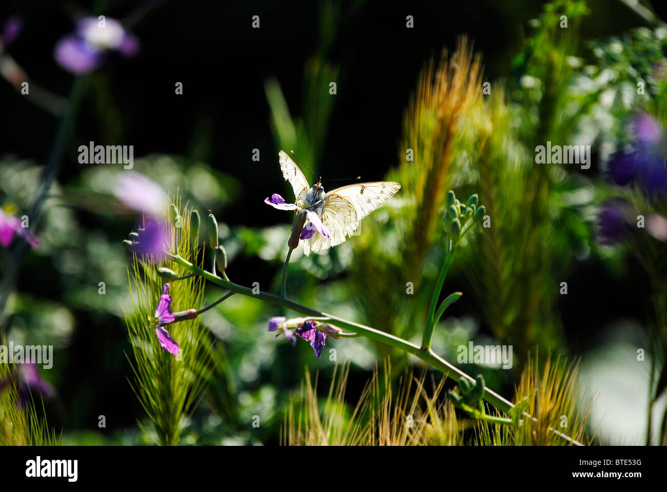Fairy butterfly hi-res stock photography and images - Alamy