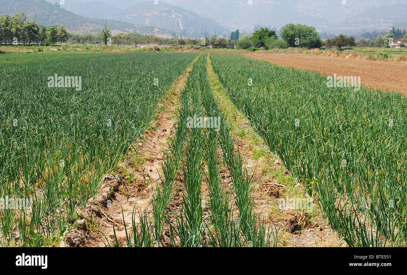Farm field onion plant edible hi-res stock photography and images - Alamy