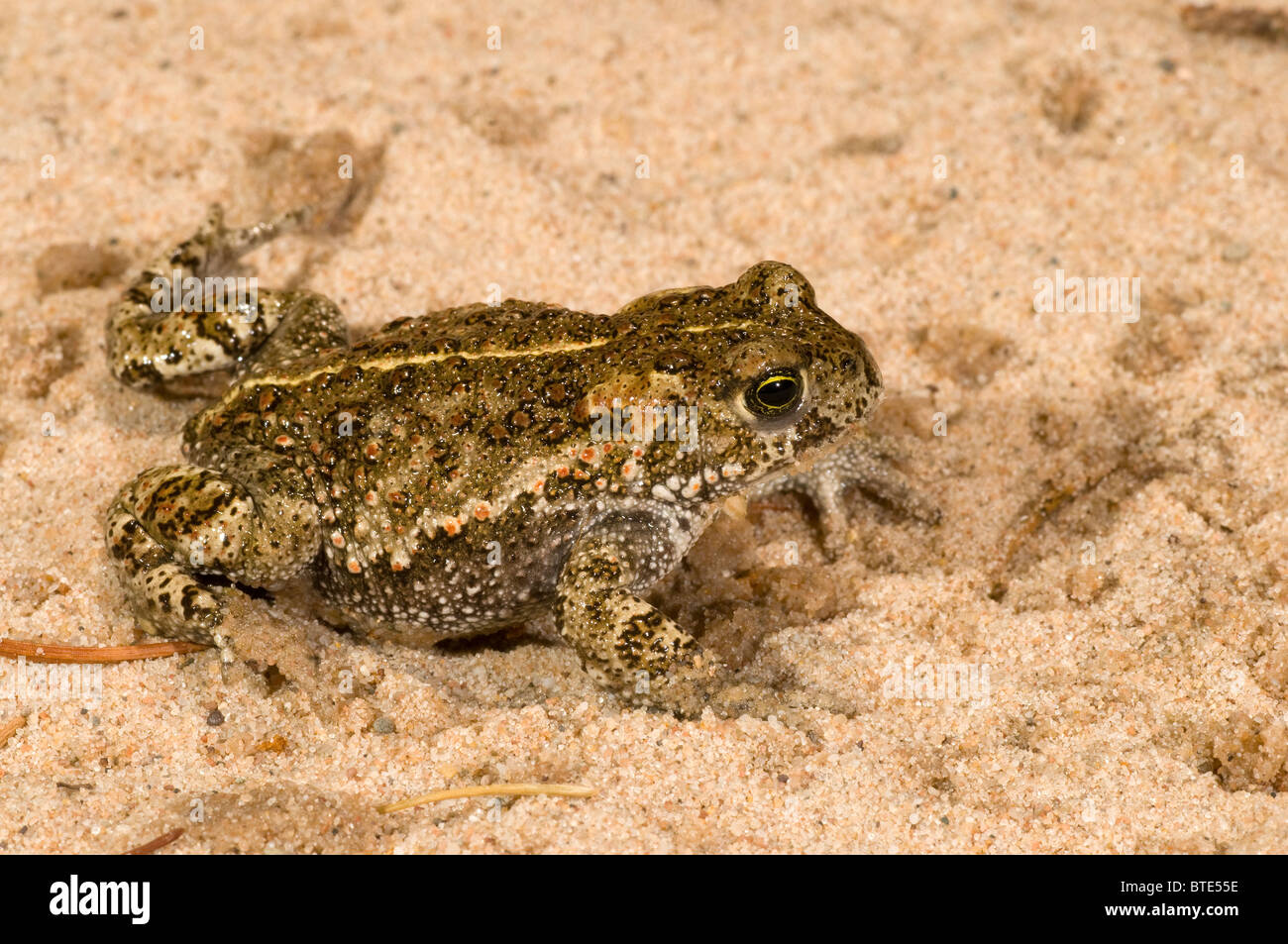 Natterjack toad Stock Photo - Alamy