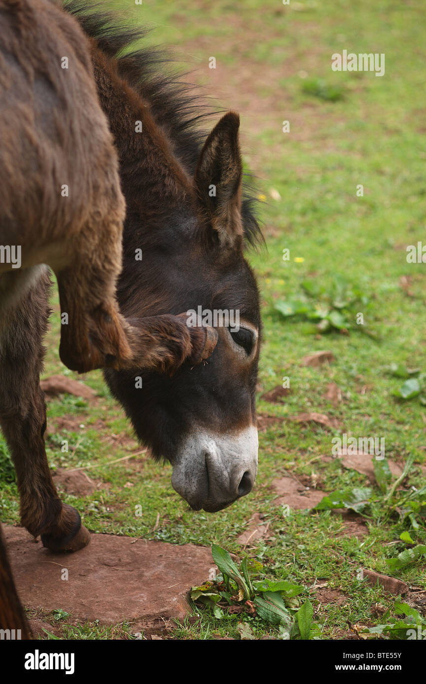 Bowed horse horse hi-res stock photography and images - Alamy