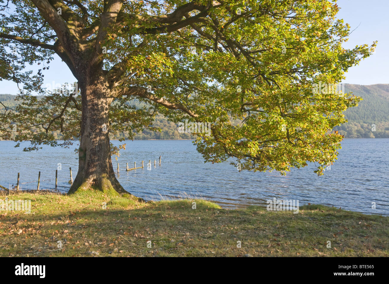Lake district autumn tree hi-res stock photography and images - Alamy