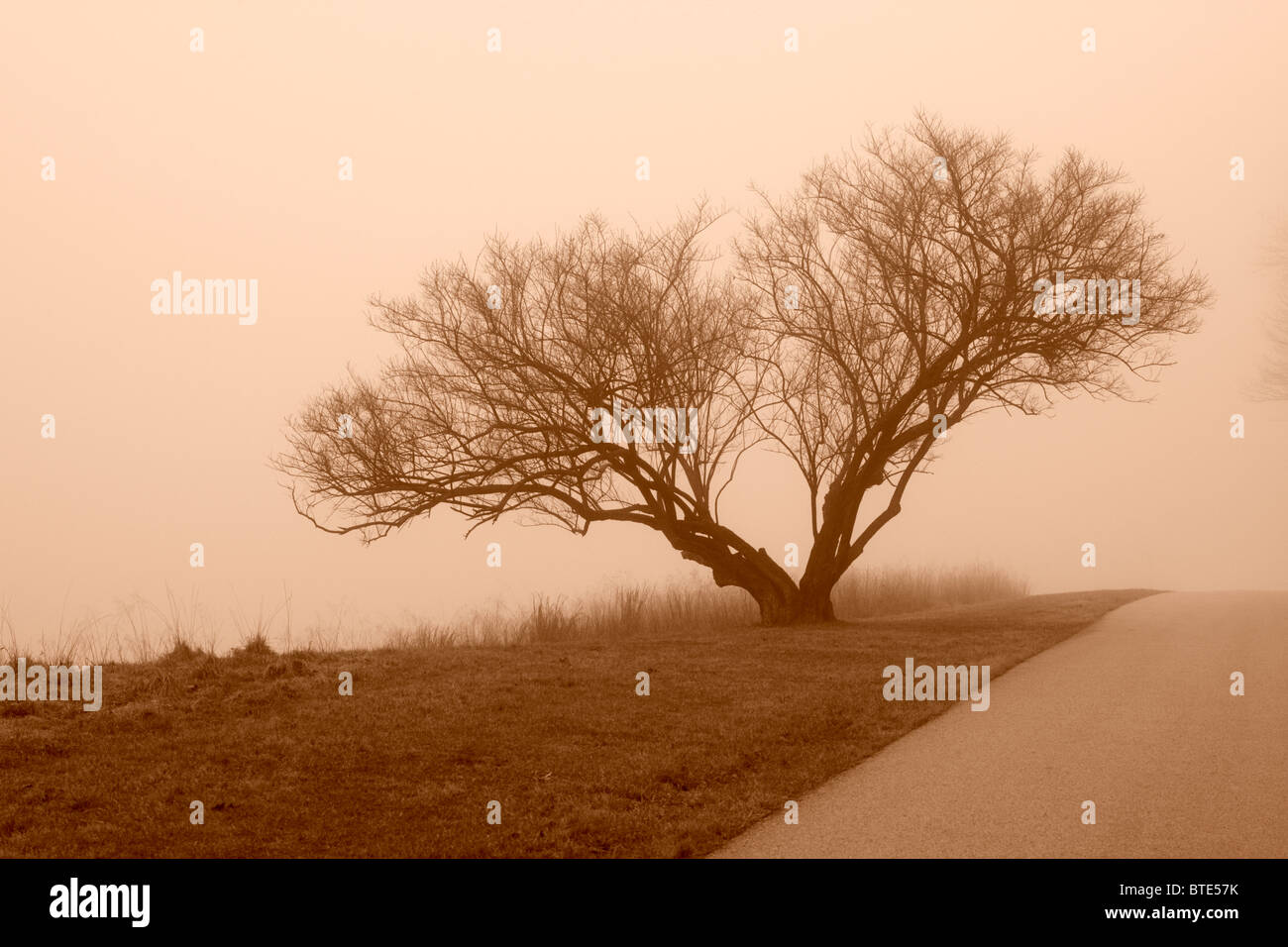 My favorite tree Stock Photo - Alamy