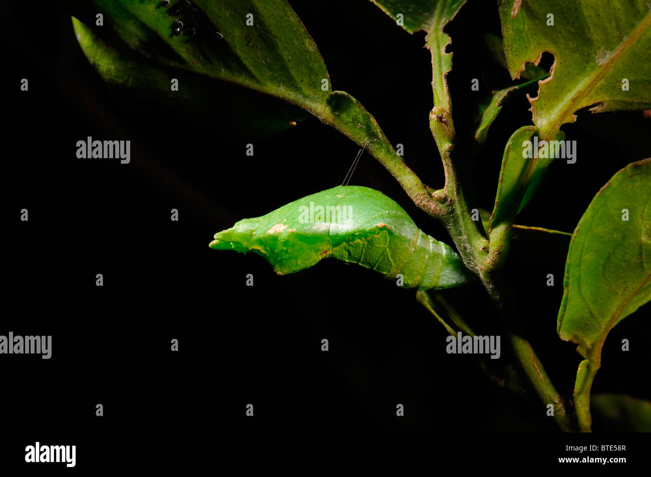 Butterfly life cycle hi-res stock photography and images - Alamy