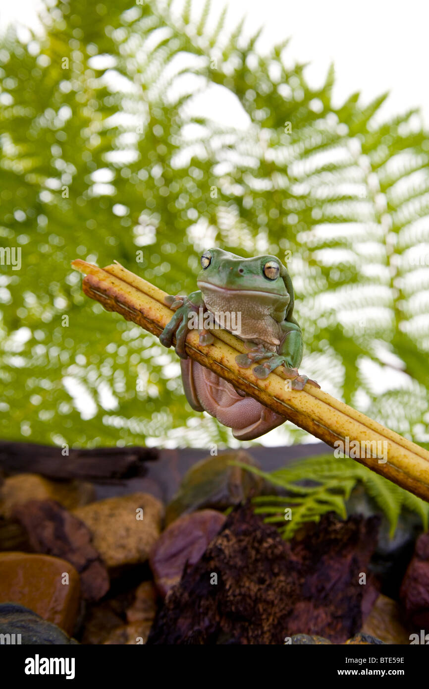 Australian Green Tree Frog clinging onto tropical fern branch Stock ...