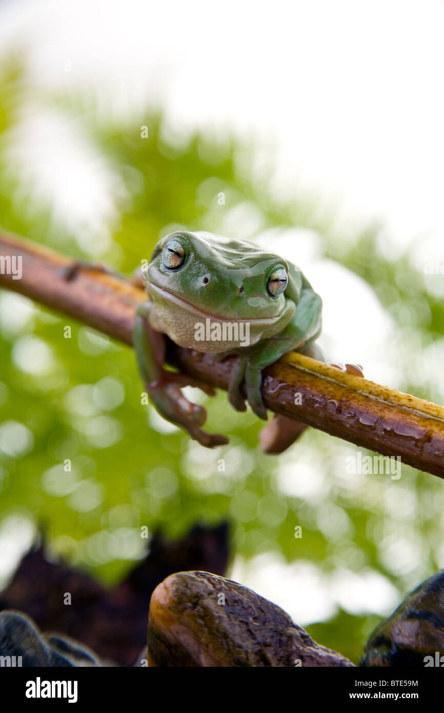 Australian Green Tree Frog on tropical fern branch leaning forwards ...