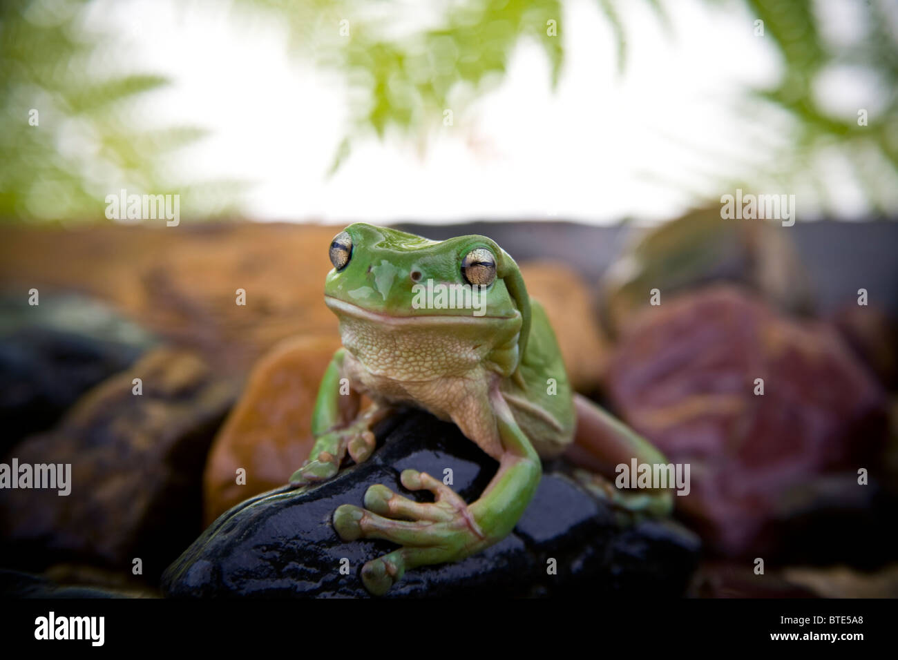 Australian Green Tree Frog posed sitting on a black rock in rainforest ...