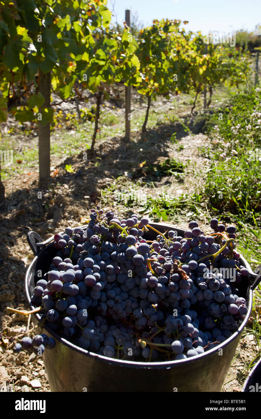 Bucket full of red grapes in a vineyard in the Priorat wine region of ...
