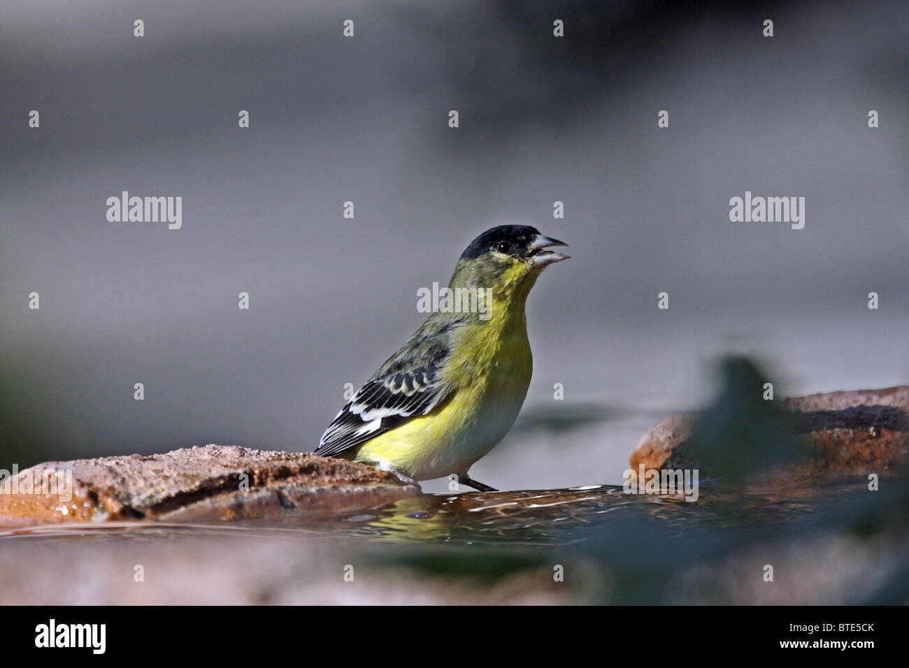 Dark backed goldfinch hi-res stock photography and images - Alamy