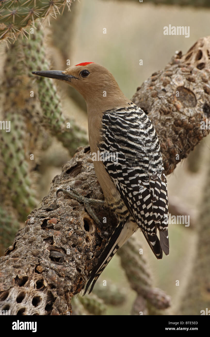 Gila Woodpecker (Melanerpes uropygialis) Sonoran Desert -Arizona -USA ...