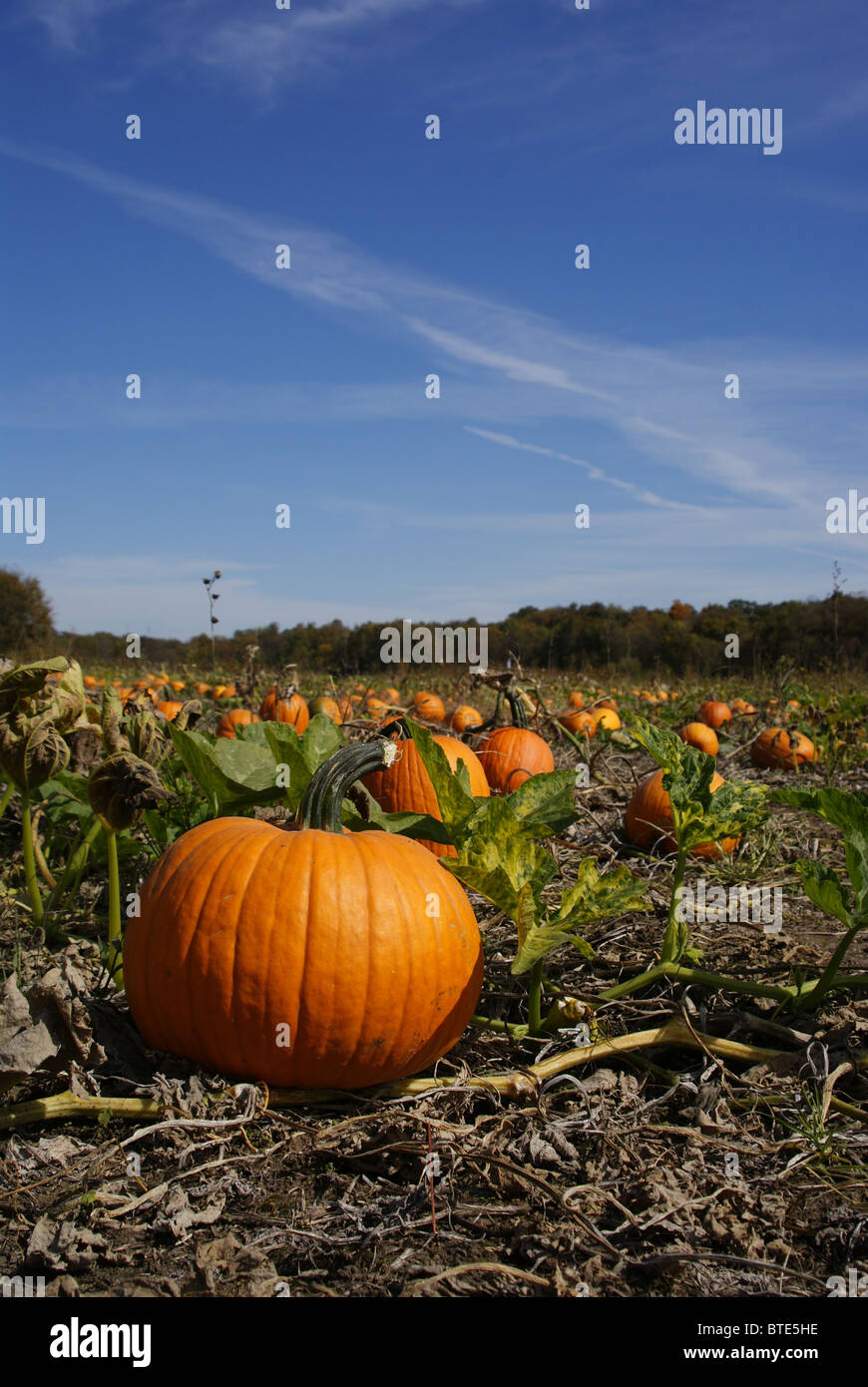 Pumpkin patch in Fall Stock Photo - Alamy