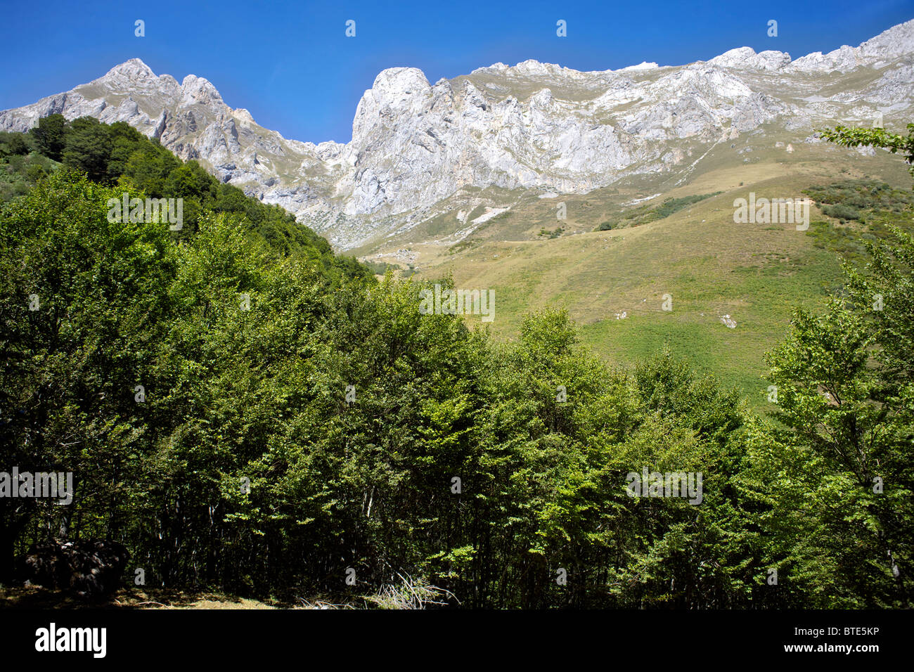 Puerto de Remoña, Remoña Pass, Picos de Europa, Spain, beech, wood ...
