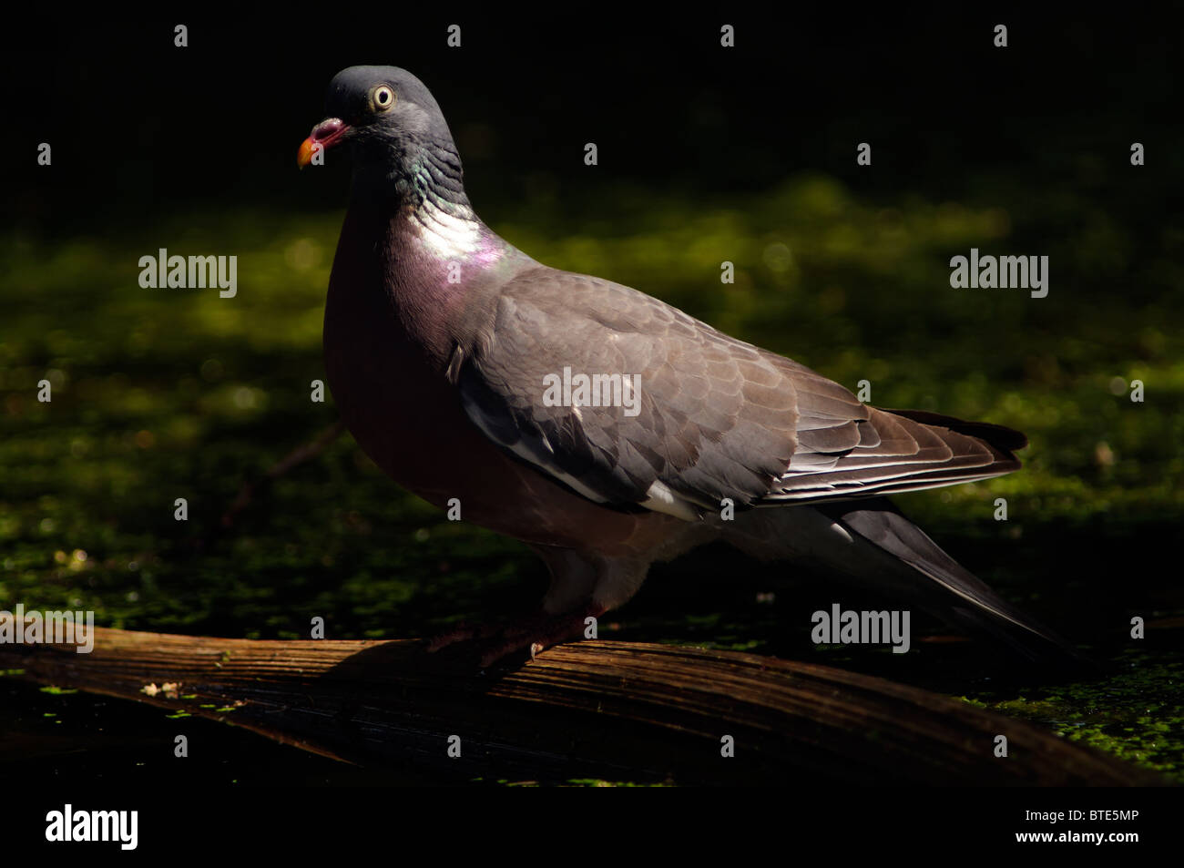 Birds of azores hi-res stock photography and images - Alamy